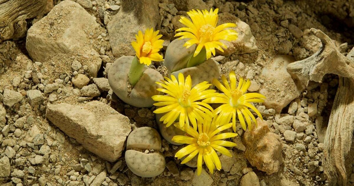 do stone plants flower