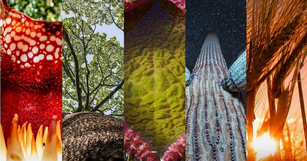 Rare Plants, Exotic Insects & Extraordinary Ecosystems with… | PBS