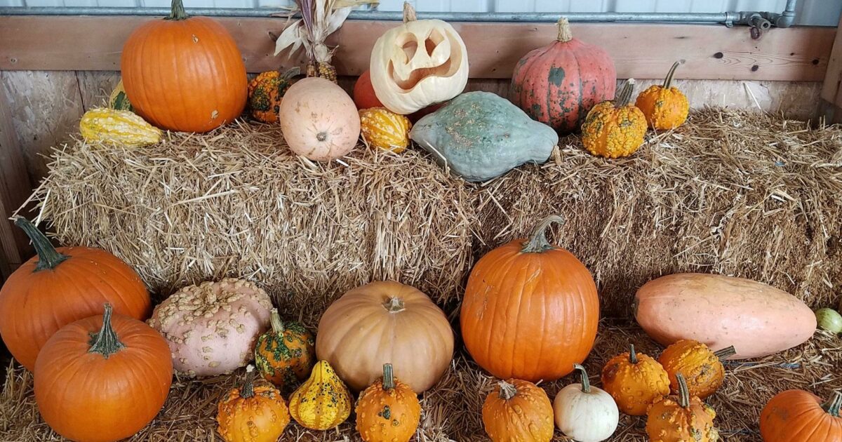 How to Make the Best of a Virtual Thanksgiving | PBS