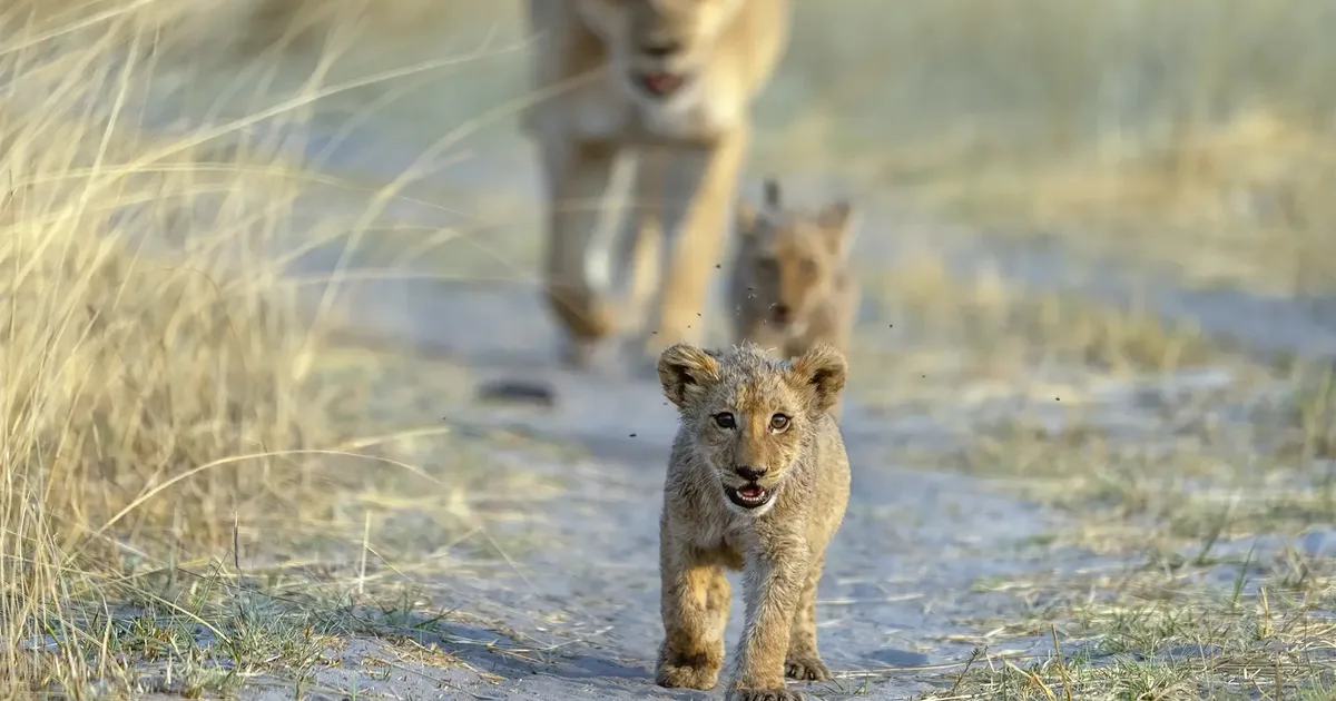 how do lion prides work