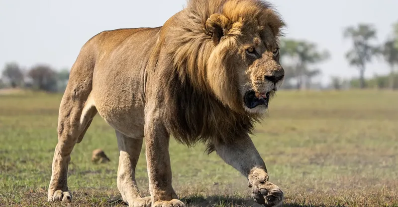 lion chasing down prey