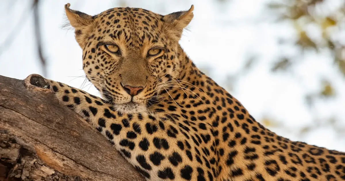 leopard kills wild cat