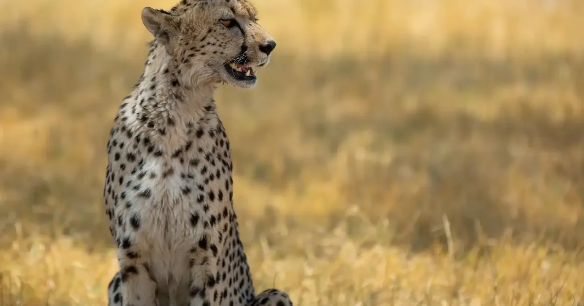 cheetah enemies